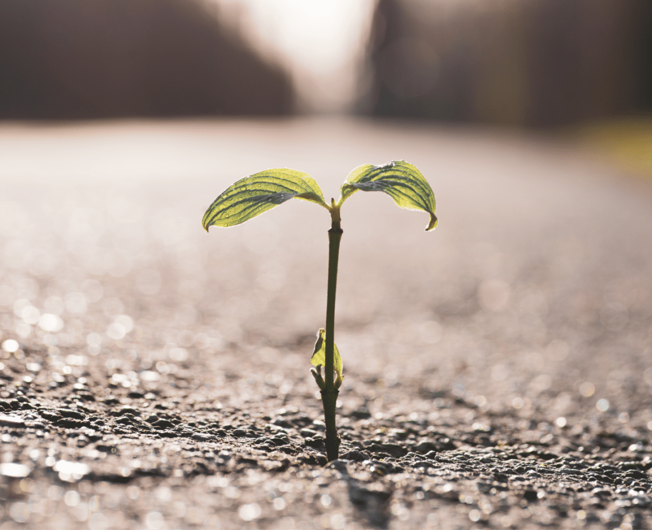 Insights - Solution Design Group